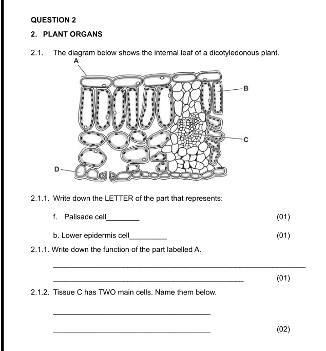 Solved QUESTION 22. ﻿PLANT ORGANS2.1. ﻿The diagram below | Chegg.com