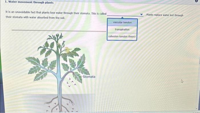 Solved It is an unavoidable fact that plants lose water | Chegg.com