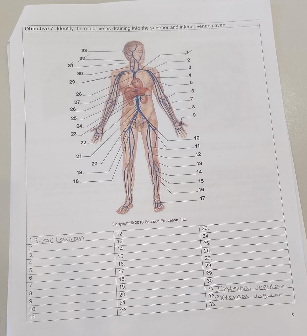 Solved Objective 7: Identify the major veins draining into | Chegg.com