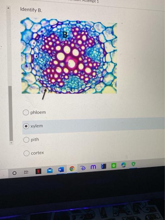Solved tempt 1 Identify B. phloem xylem pith O cortex Dm 2 o | Chegg.com