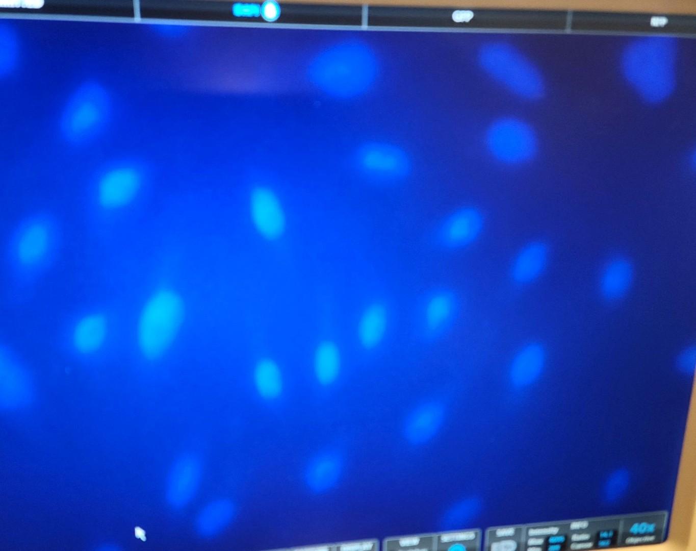 Solved 8 Acquiring Images With Evos Microscope Lab Goal