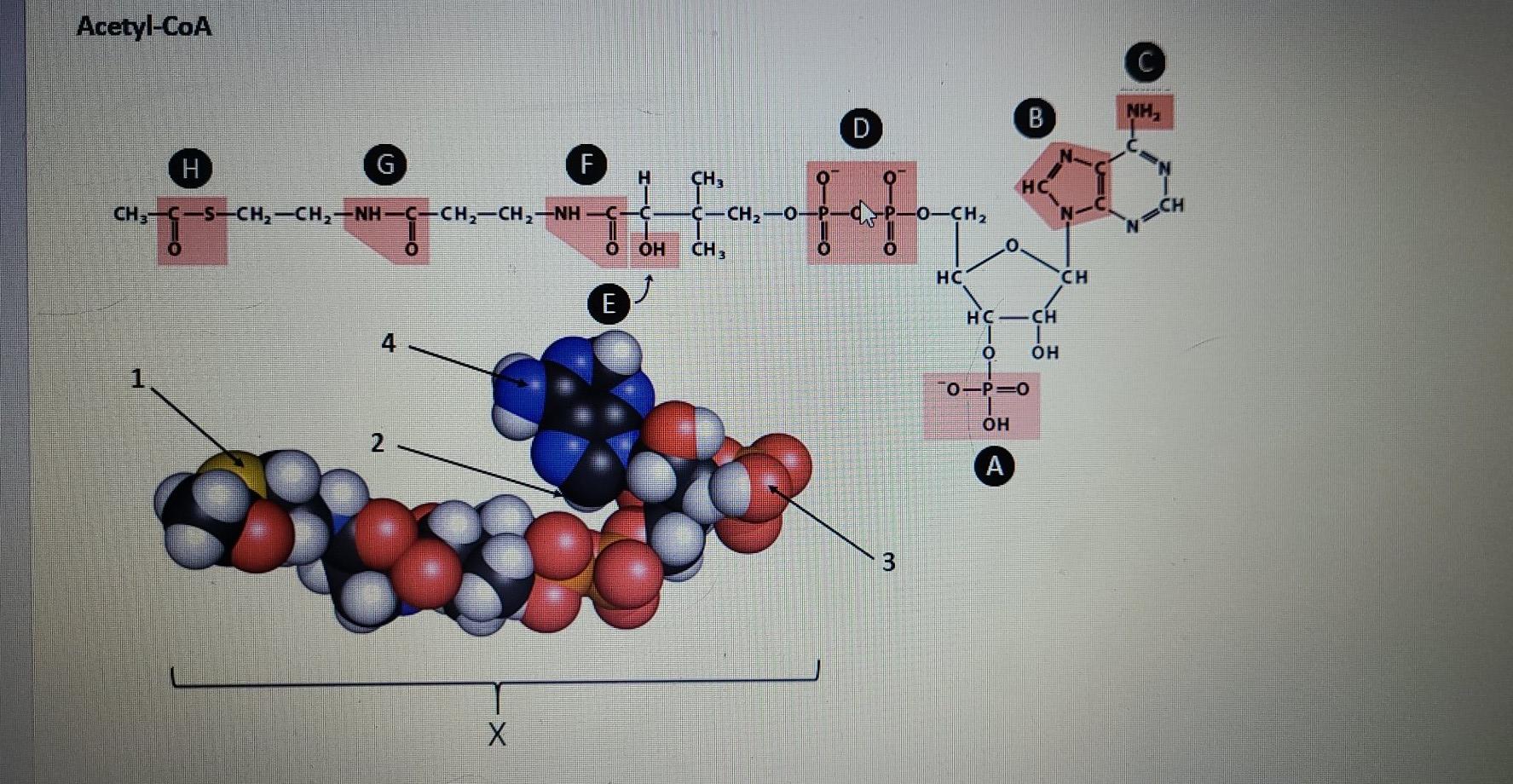 Solved What is the correct term for the acetyl CoA model | Chegg.com