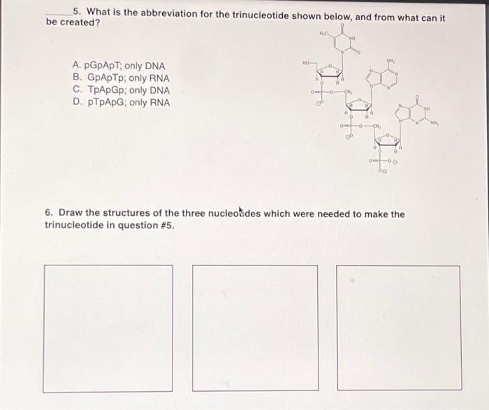 Solved 5. What is the abbreviation for the trinucleotide | Chegg.com