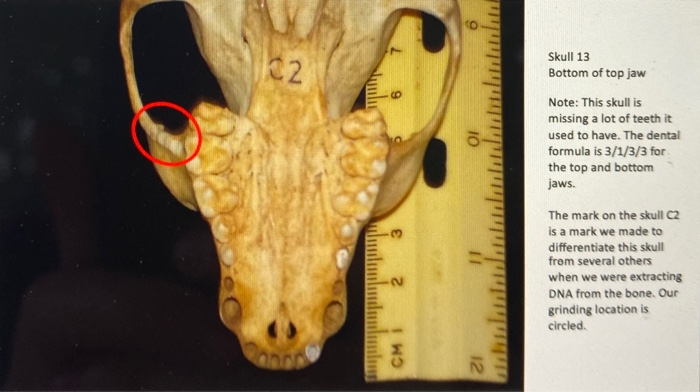 Solved Armadillo Dichotomous Key Cheek teeth all about the | Chegg.com