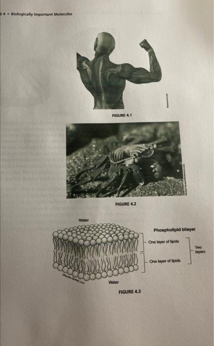 Solved LABORATORY 4 Biologically Important Molecules The | Chegg.com