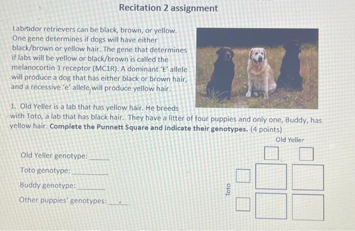 Solved Recitation 2 assignment Labrador retrievers can be | Chegg.com