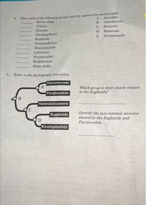 4. Placs each of the following groups into the | Chegg.com