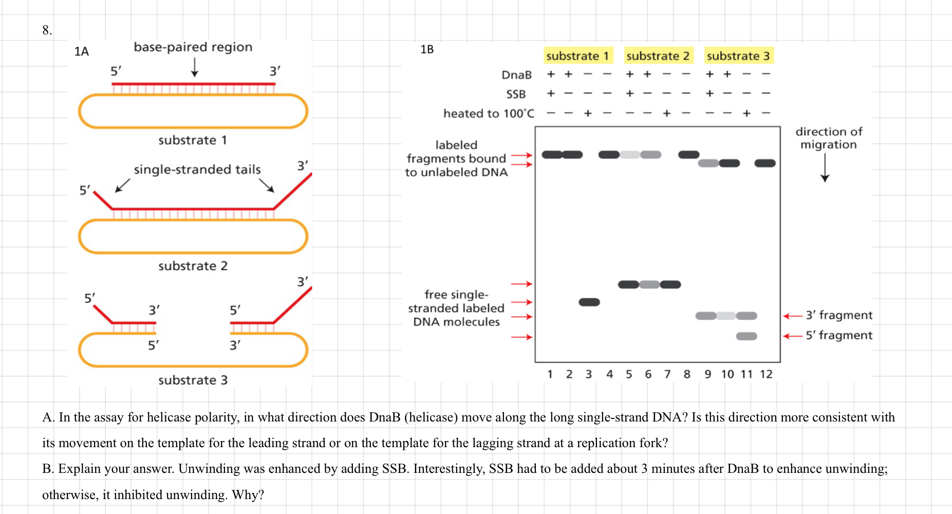 Solved A. ﻿In the assay for helicase polarity, in what | Chegg.com