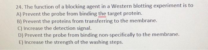 Solved 24. The function of a blocking agent in a Western | Chegg.com
