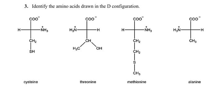 Solved 3. Identify the amino acids drawn in the D | Chegg.com