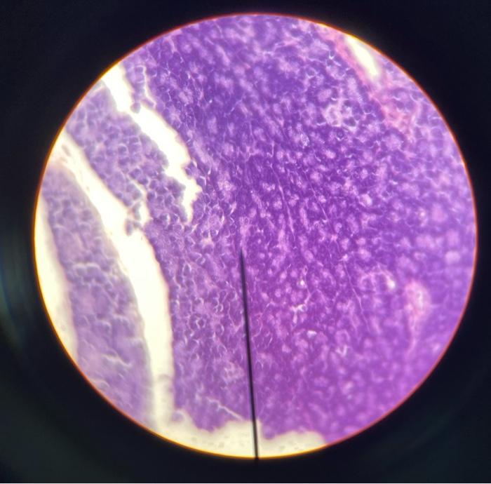 Solved 3. Examine the pancreas using low power | Chegg.com