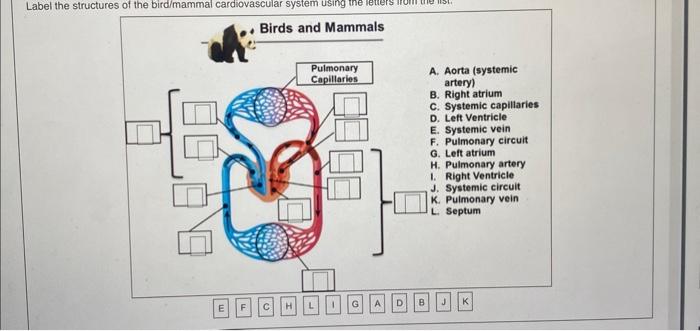 Label the structures of the bird/mammal | Chegg.com