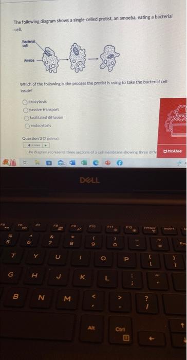 Solved The following diagram shows a single celled protist, | Chegg.com
