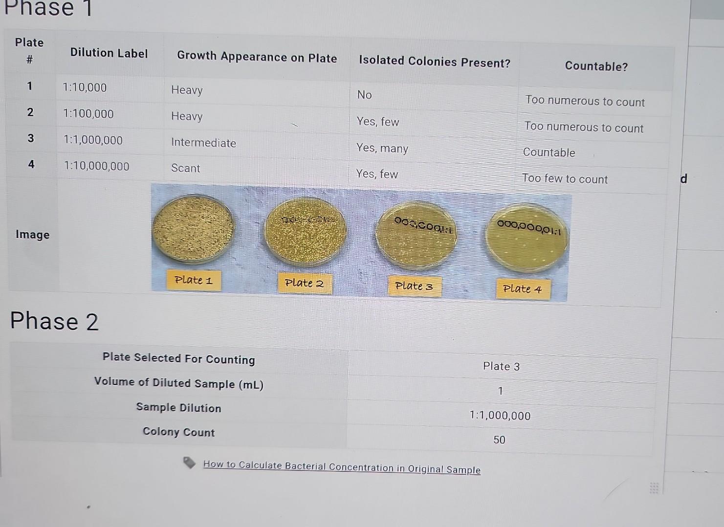 Solved Phase 1 Image Plate 3 Phase 2 Plate Selected For | Chegg.com