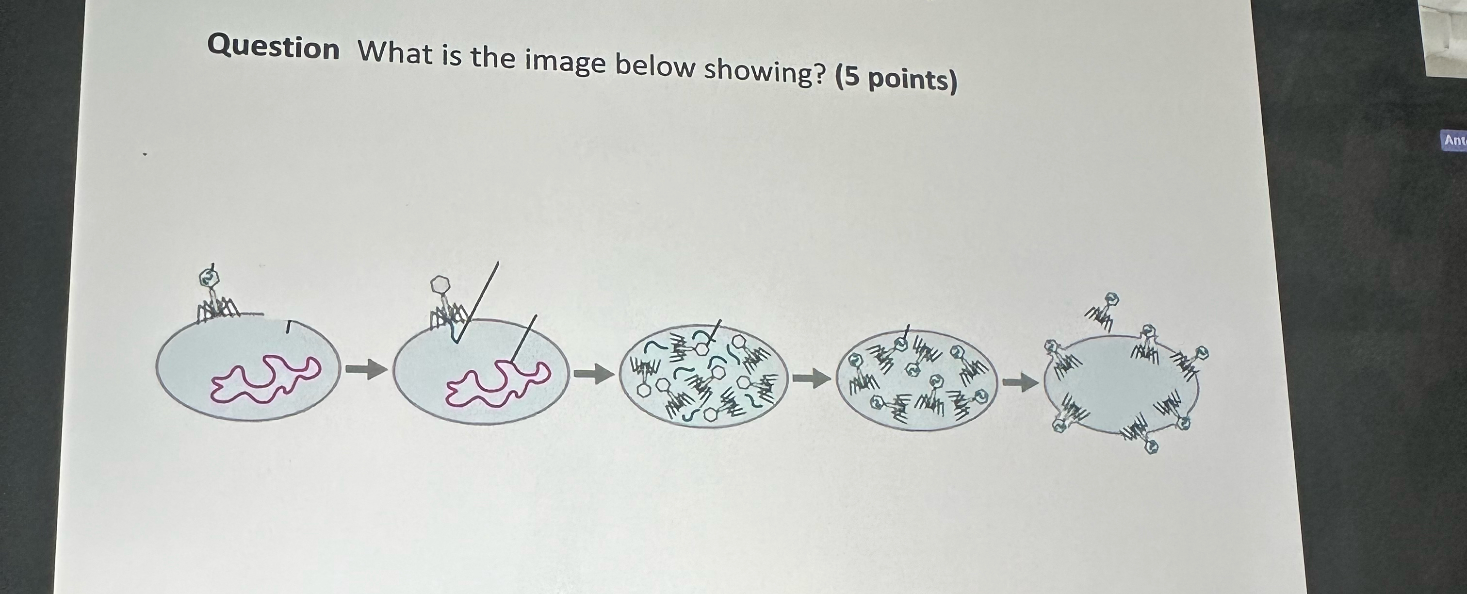 Solved Question What is the image below showing? (5 ﻿points) | Chegg.com