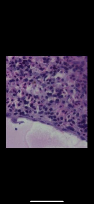 Solved identify the organ and cells identify the organ and | Chegg.com