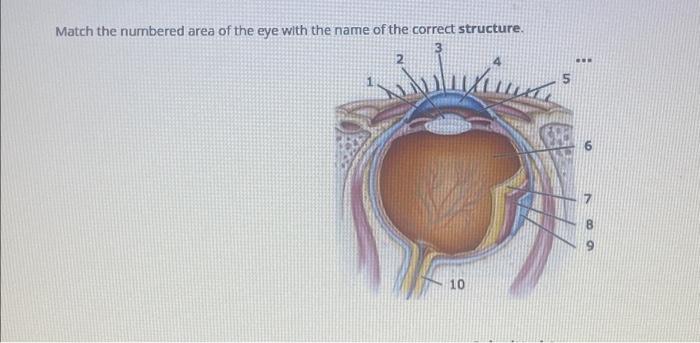 Solved Match the numbered area of the eye with the name of | Chegg.com