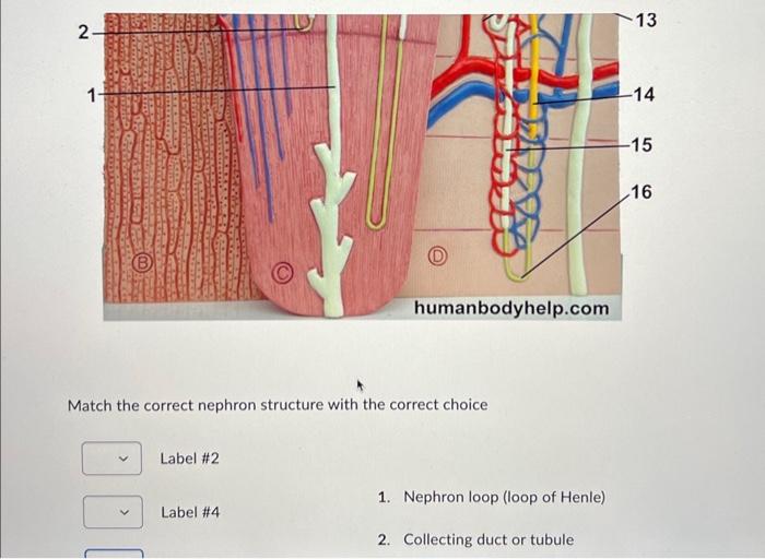 Solved Match the correct nephron structure with the | Chegg.com