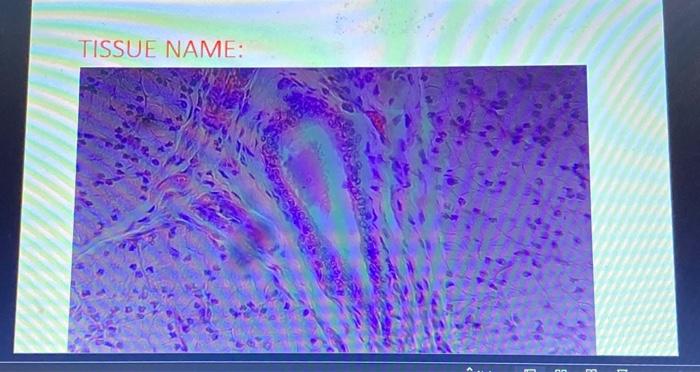 Solved TISSUE NAME: | Chegg.com