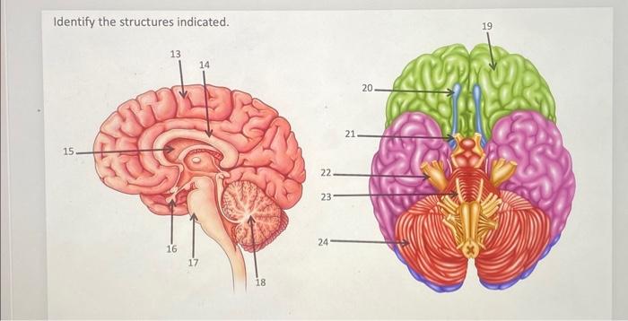 Solved Identify the structures indicated. Identifv the | Chegg.com