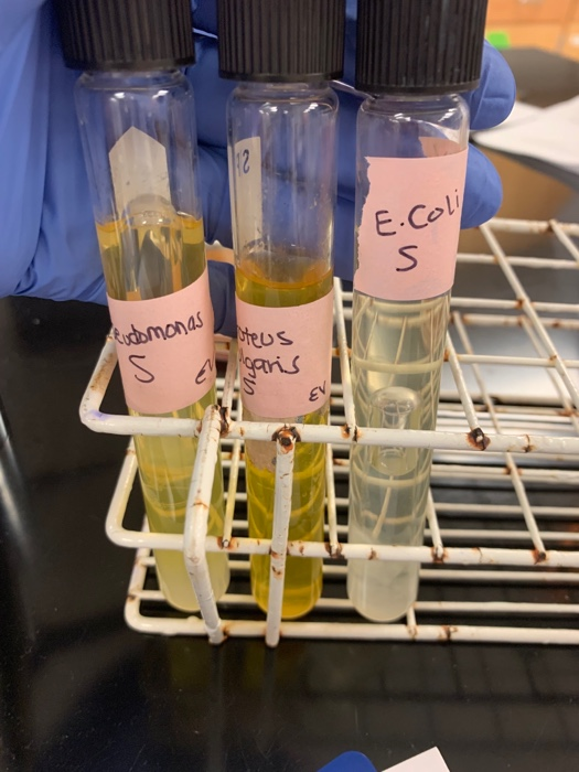 Solved Name Date 2/6/20 Starch Plate plate Your Results and | Chegg.com