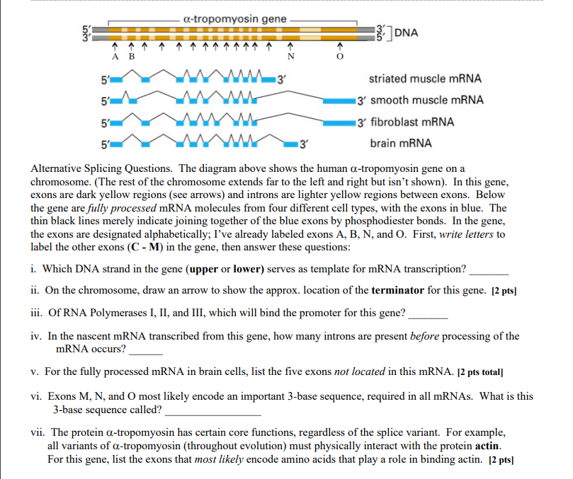 Solved by an EXPERT Alternative Splicing Questions. The diagram above ...