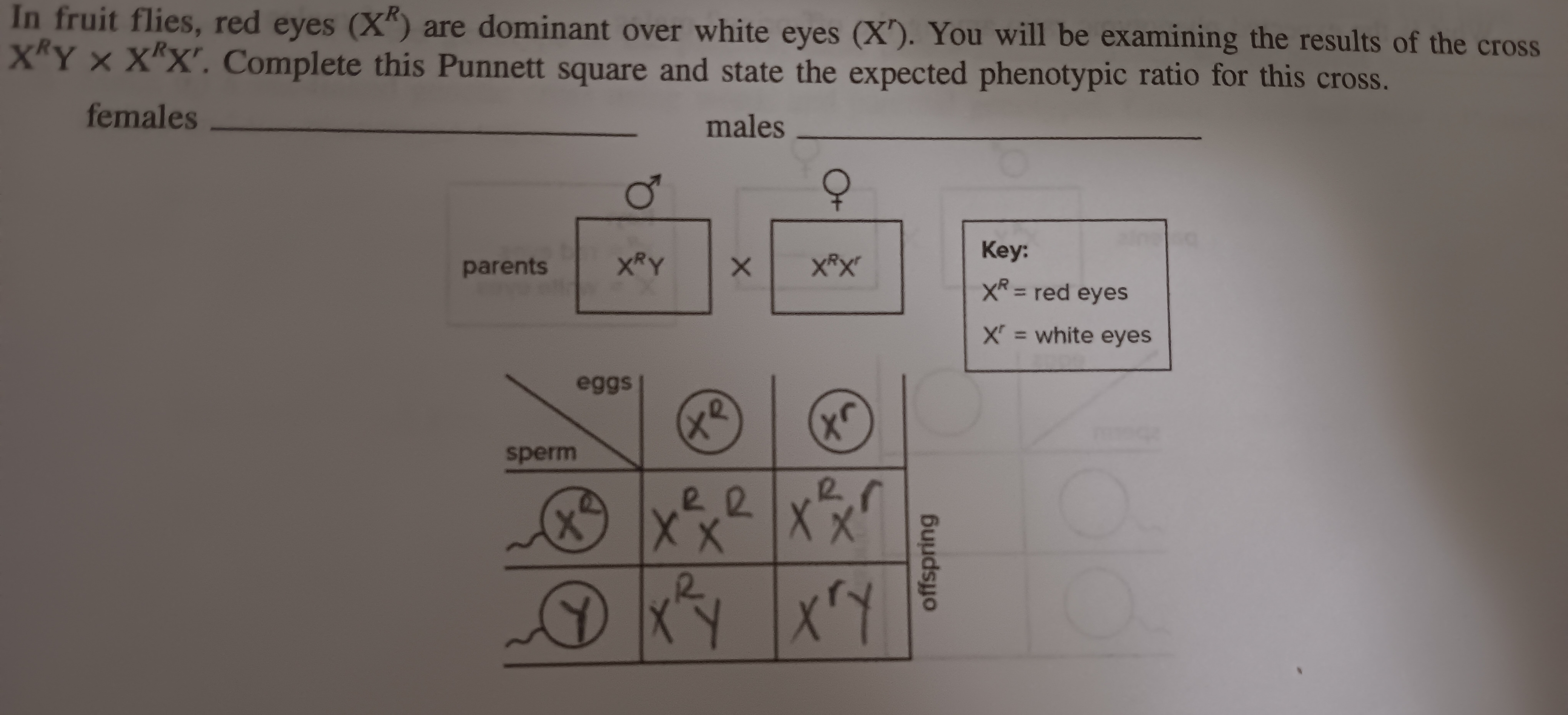 Solved In fruit flies, red eyes (xR) ﻿are dominant over | Chegg.com