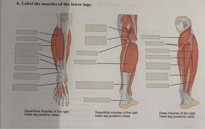 Solved 6. Label the muscles of the lower legs. 5. Label the | Chegg.com
