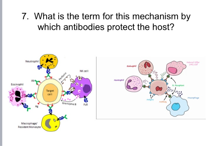Solved 7. What is the term for this mechanism by which | Chegg.com