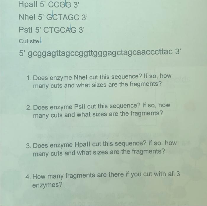 Solved 1. Does enzyme Nhel cut this sequence? If so, how | Chegg.com