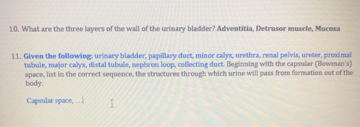 Solved 10. What are the three layers of the wall of the | Chegg.com