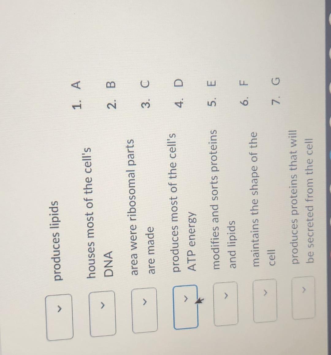 Solved aded produces lipids houses most of the cell's 1. A | Chegg.com