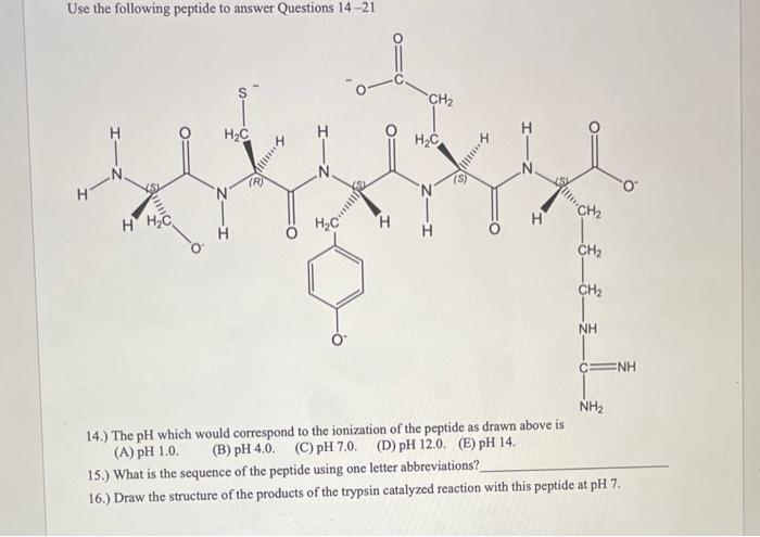 Solved Use the following peptide to answer Questions 14−21 | Chegg.com