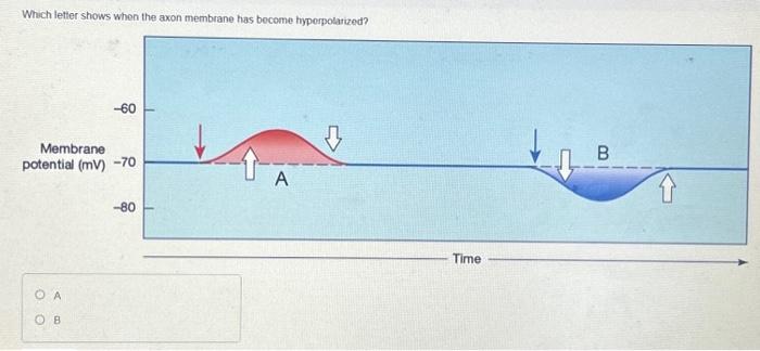 Solved Which letter shows when the axon membrane has bocome | Chegg.com