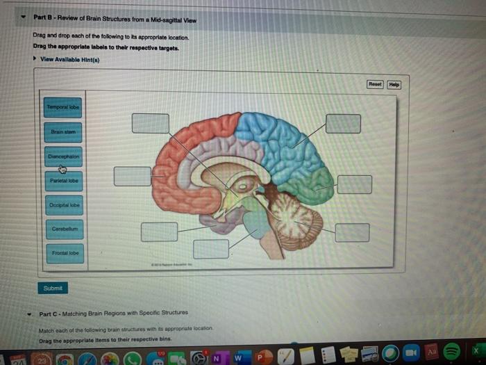 Solved Part A-Components of the central nervous system Which | Chegg.com