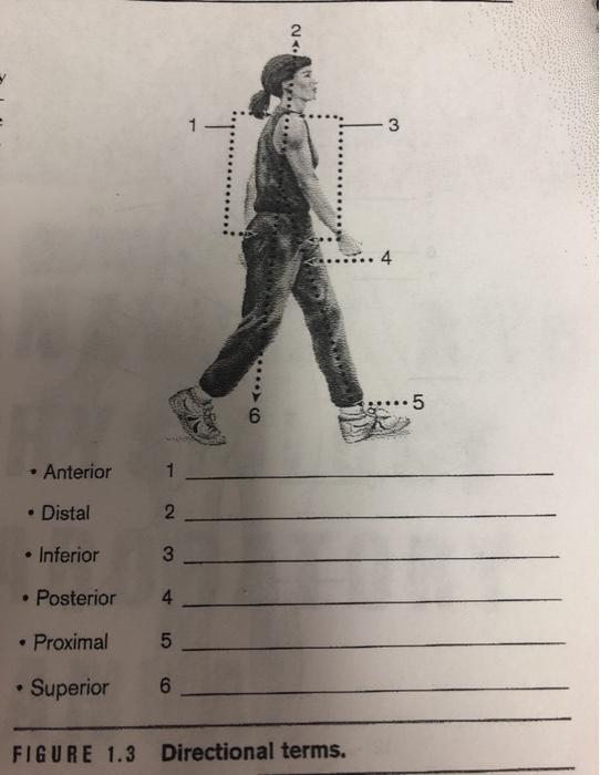 Solved ACTIVITY 4 DIRECTIONAL TERMS 1 Complete the sentences | Chegg.com