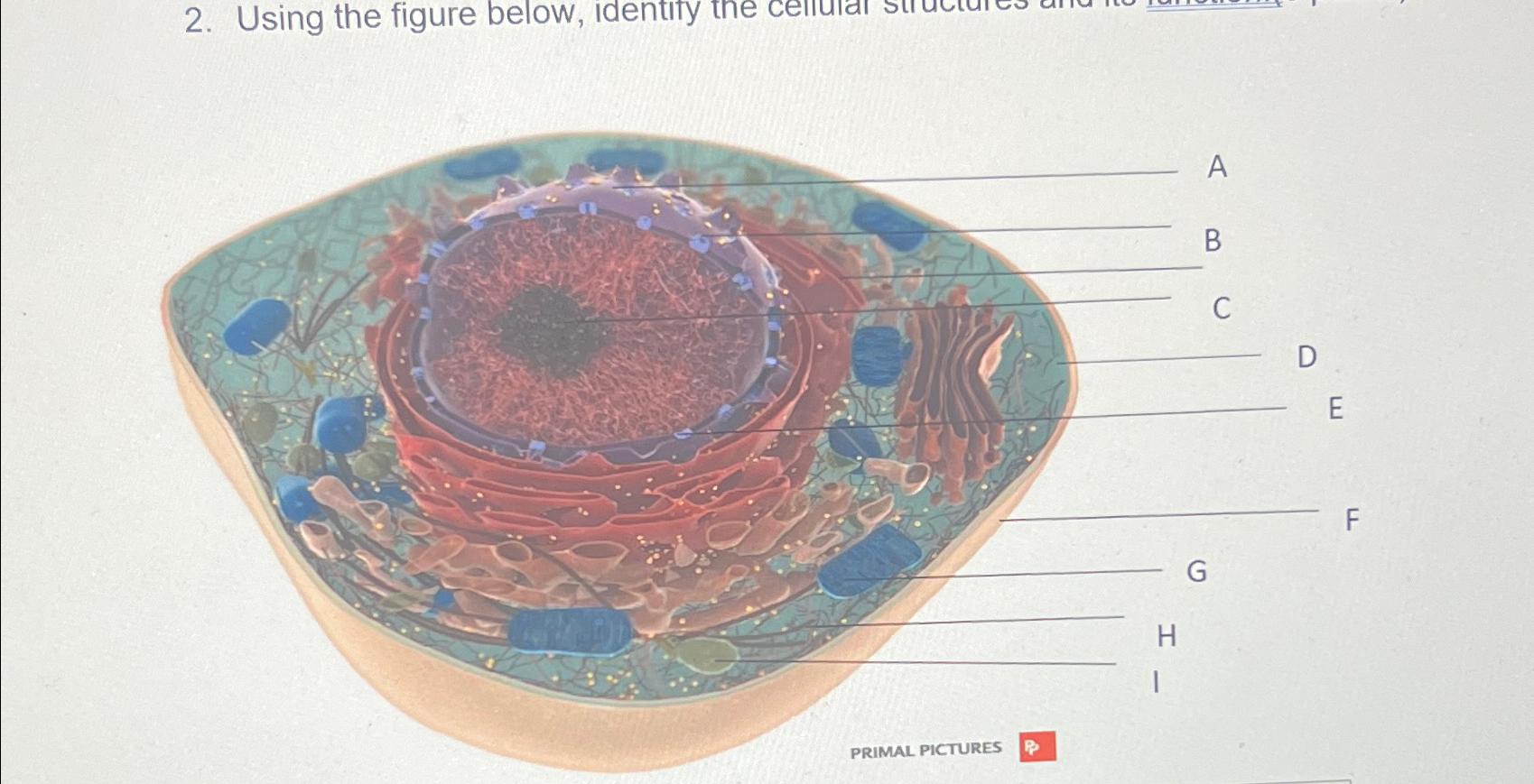 Solved Using the figure below, Identify the | Chegg.com