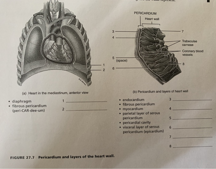 Solved PERICARDIUM Heart wall Trabeculae carneae Coronary | Chegg.com
