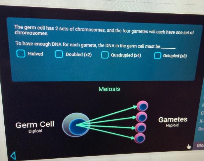 Solved The germ cell has 2 sets of chromosomes, and the four | Chegg.com