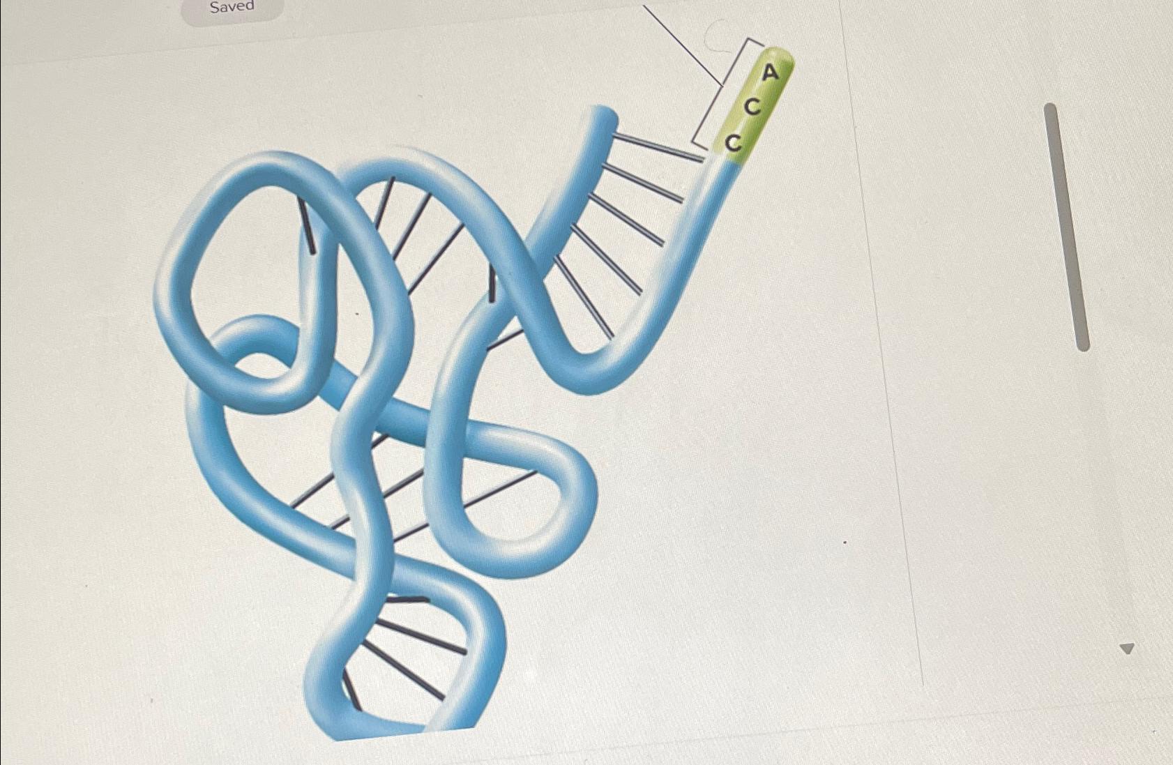 Solved Correctly Label The Part Of The Trna Molecule