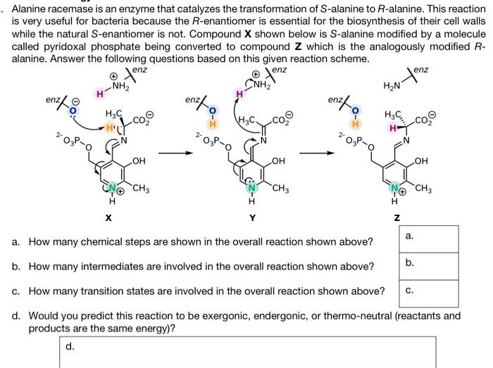 Solved Alanine racemase is an enzyme that catalyzes the | Chegg.com