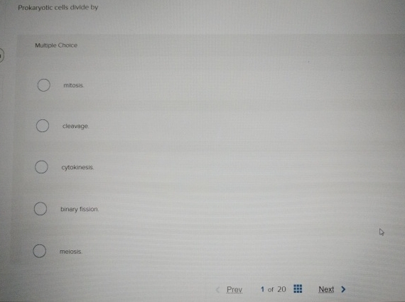 Solved Prokaryotic cells divide byMultiple | Chegg.com