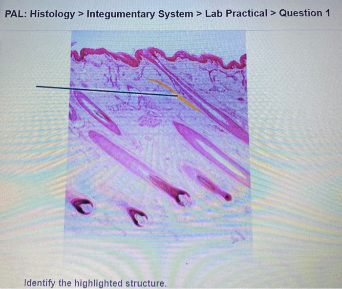 Solved PAL: Histology > Integumentary System > Lab Practical | Chegg.com