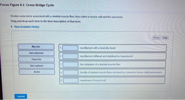 Solved Focus Figure 9.3: Cross Bridge Cycle Review some | Chegg.com