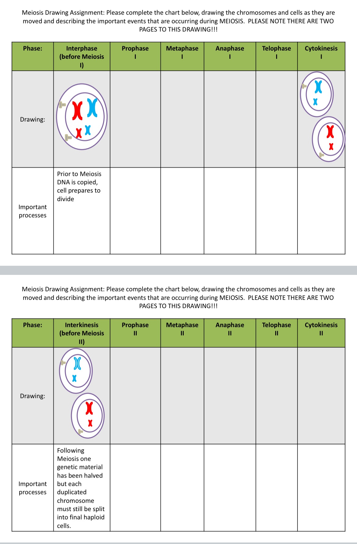 Solved Meiosis Drawing Assignment: Please complete the chart | Chegg.com