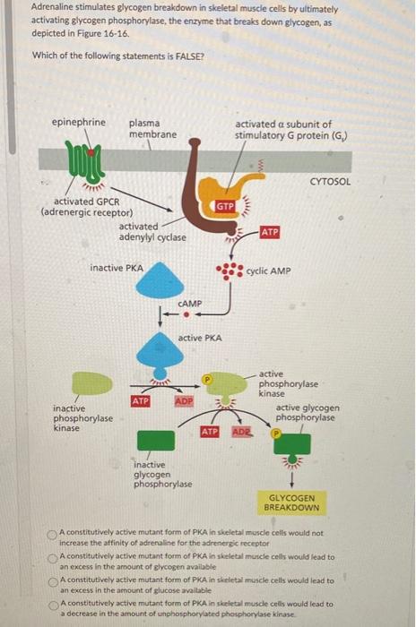 Solved The length of time a G protein will signal is | Chegg.com