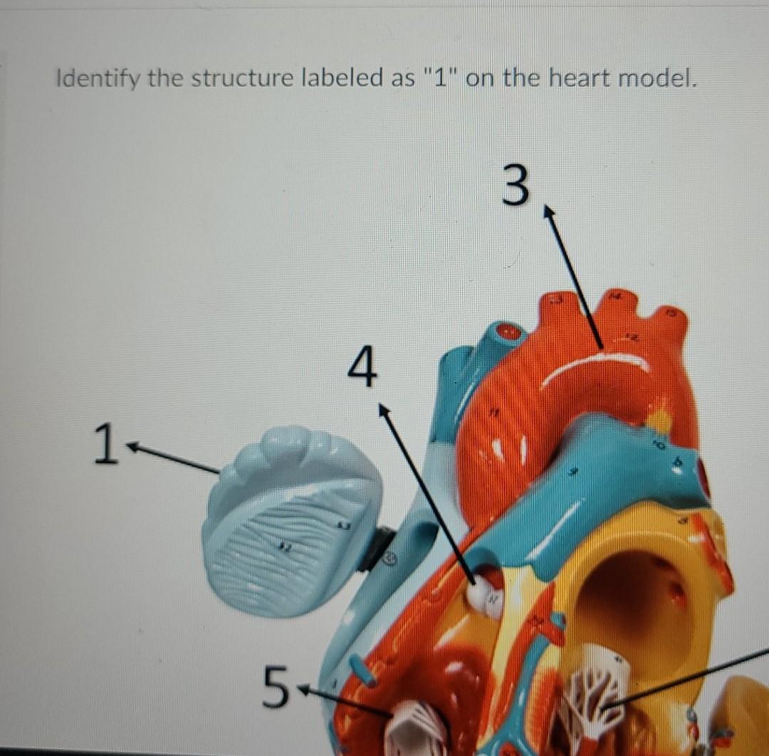 Solved Identify the structure labeled as "1" on the heart | Chegg.com