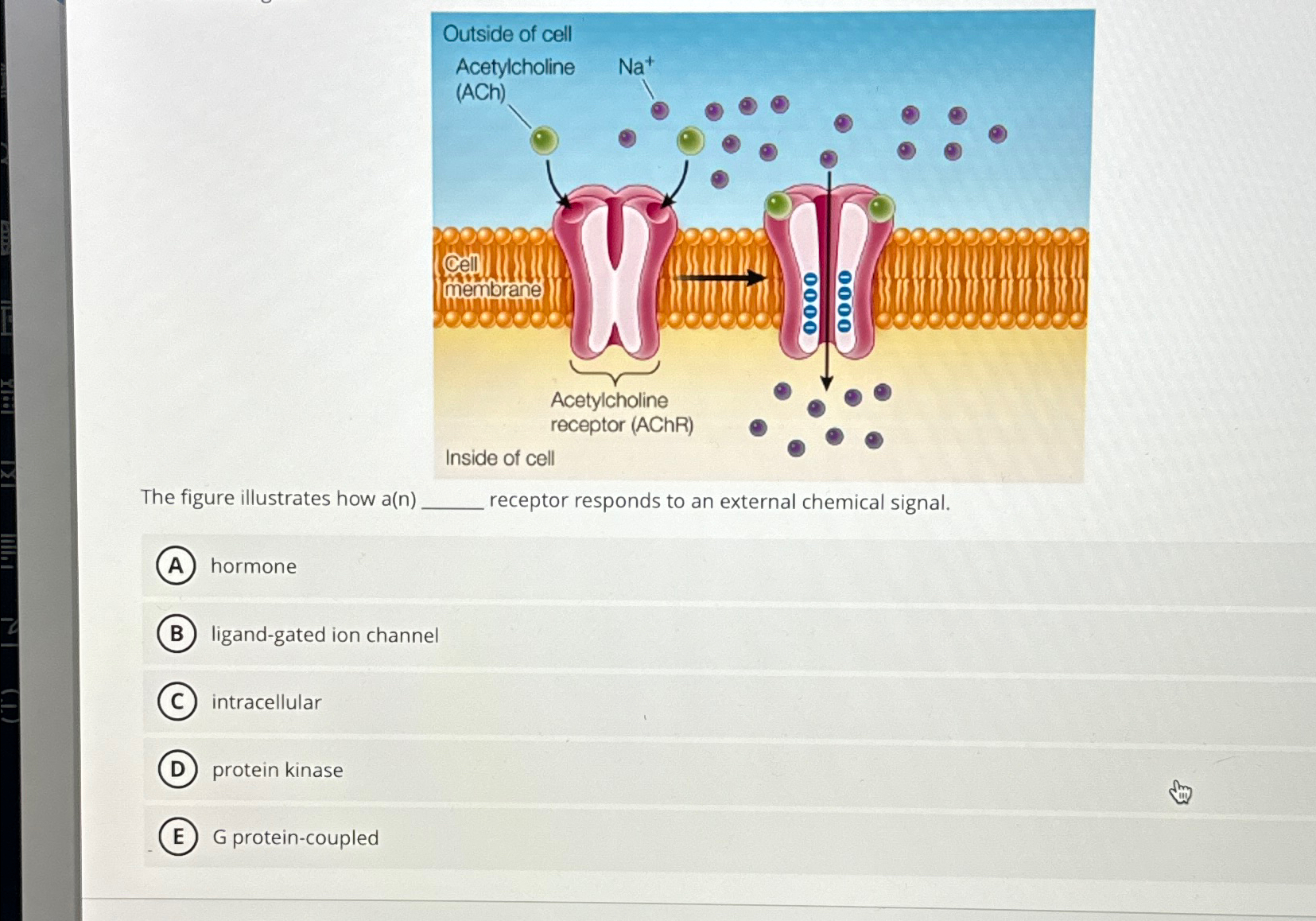 Solved The figure illustrates how a(n) ﻿receptor responds to | Chegg.com