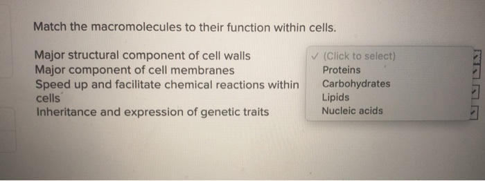 Solved Match the macromolecules to their function within | Chegg.com