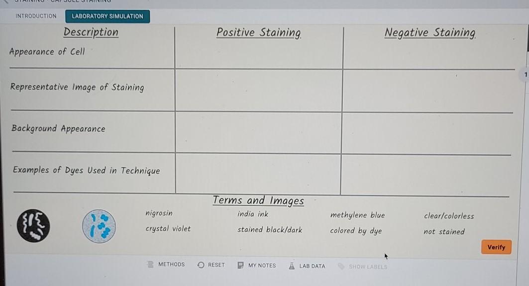 Solved INTRODUCTION LABORATORY SIMULATION Positive Staining | Chegg.com